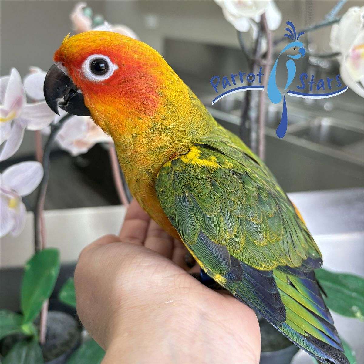 Baby Sun Conure Available at Parrot Stars!