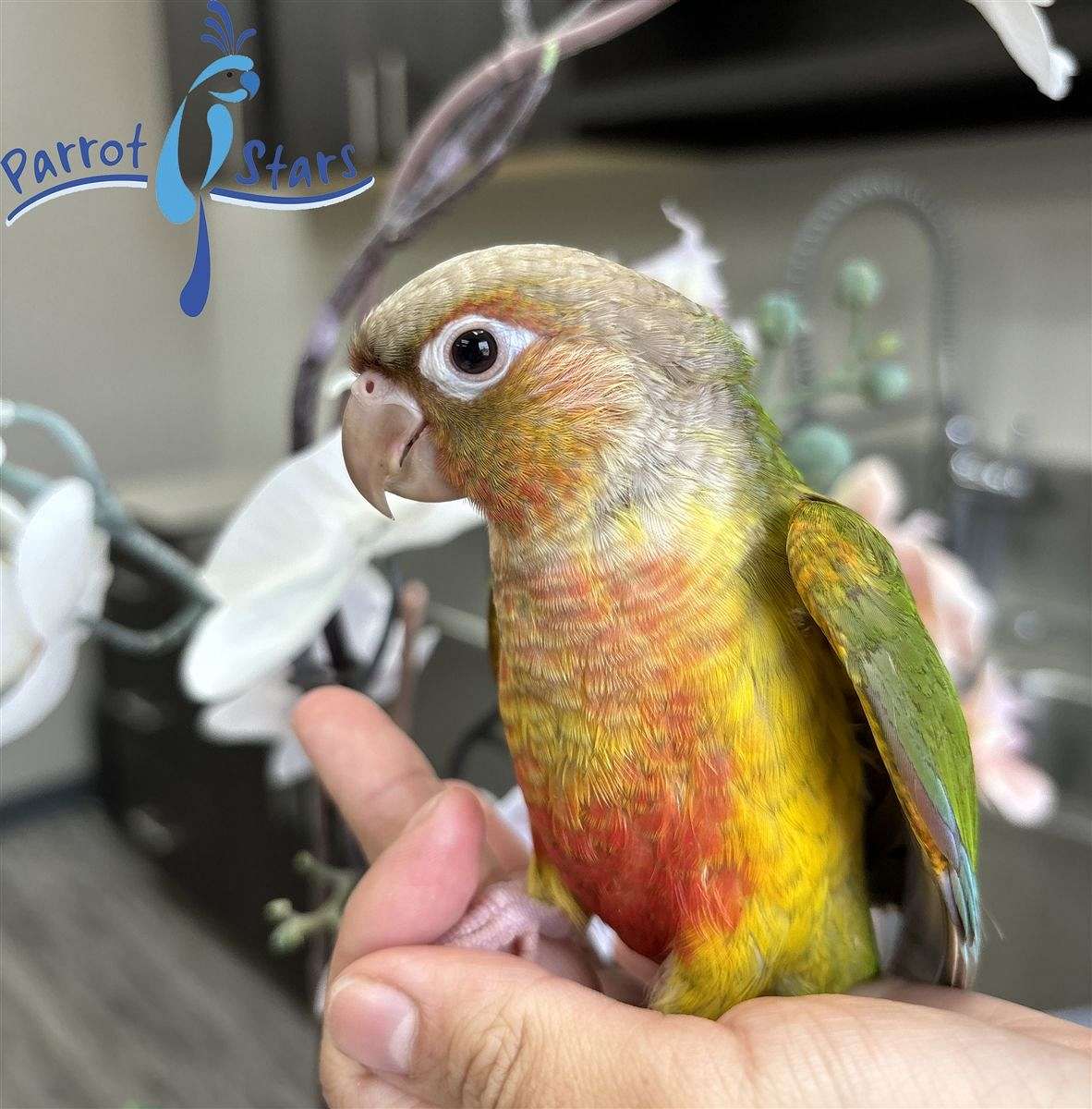 Baby Pineapple Green Cheek Conure Available at Parrot Stars!