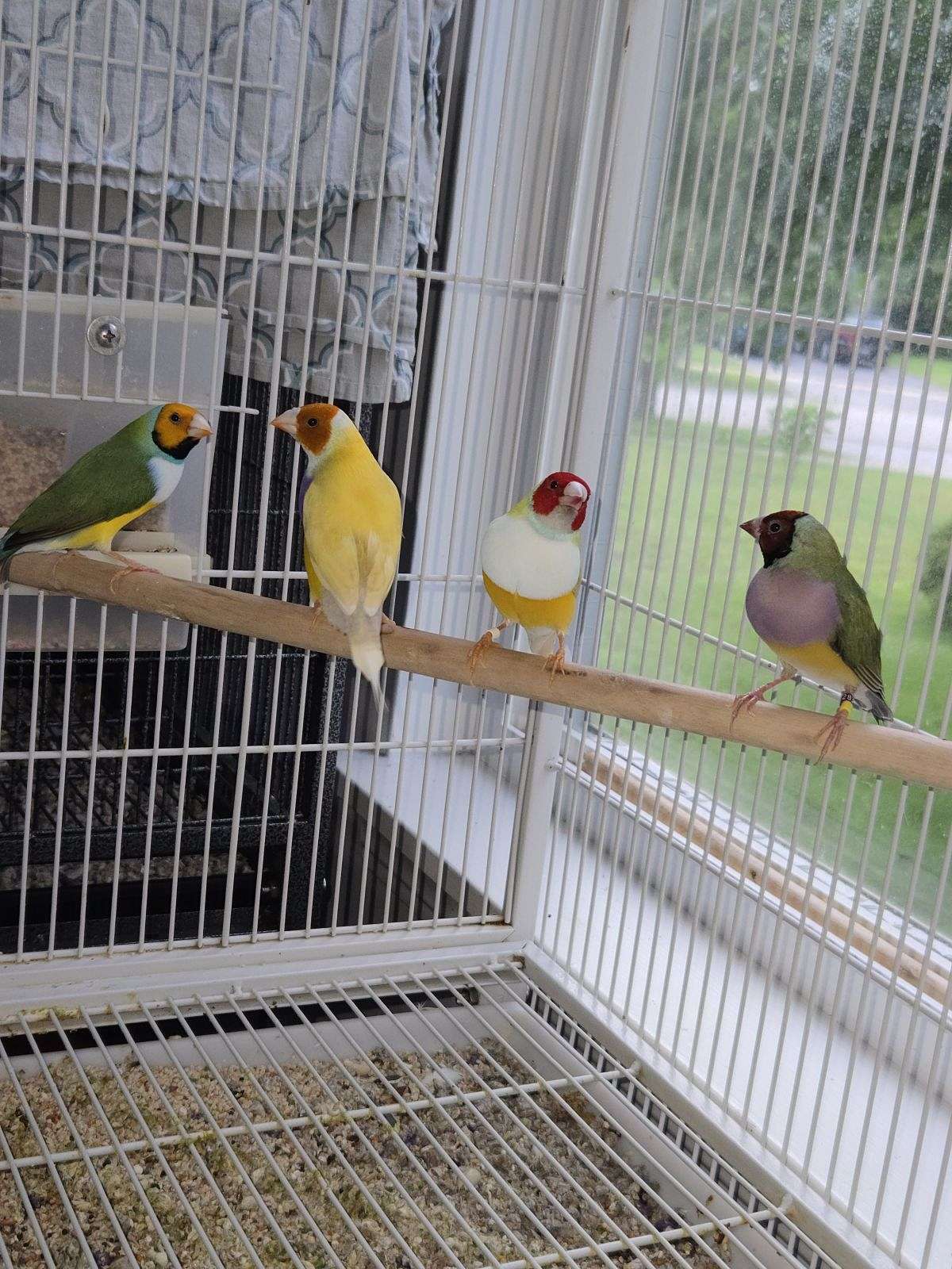 4 Lady Gouldian Finches