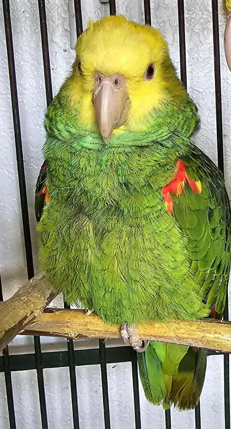 Double Yellow Head Amazon