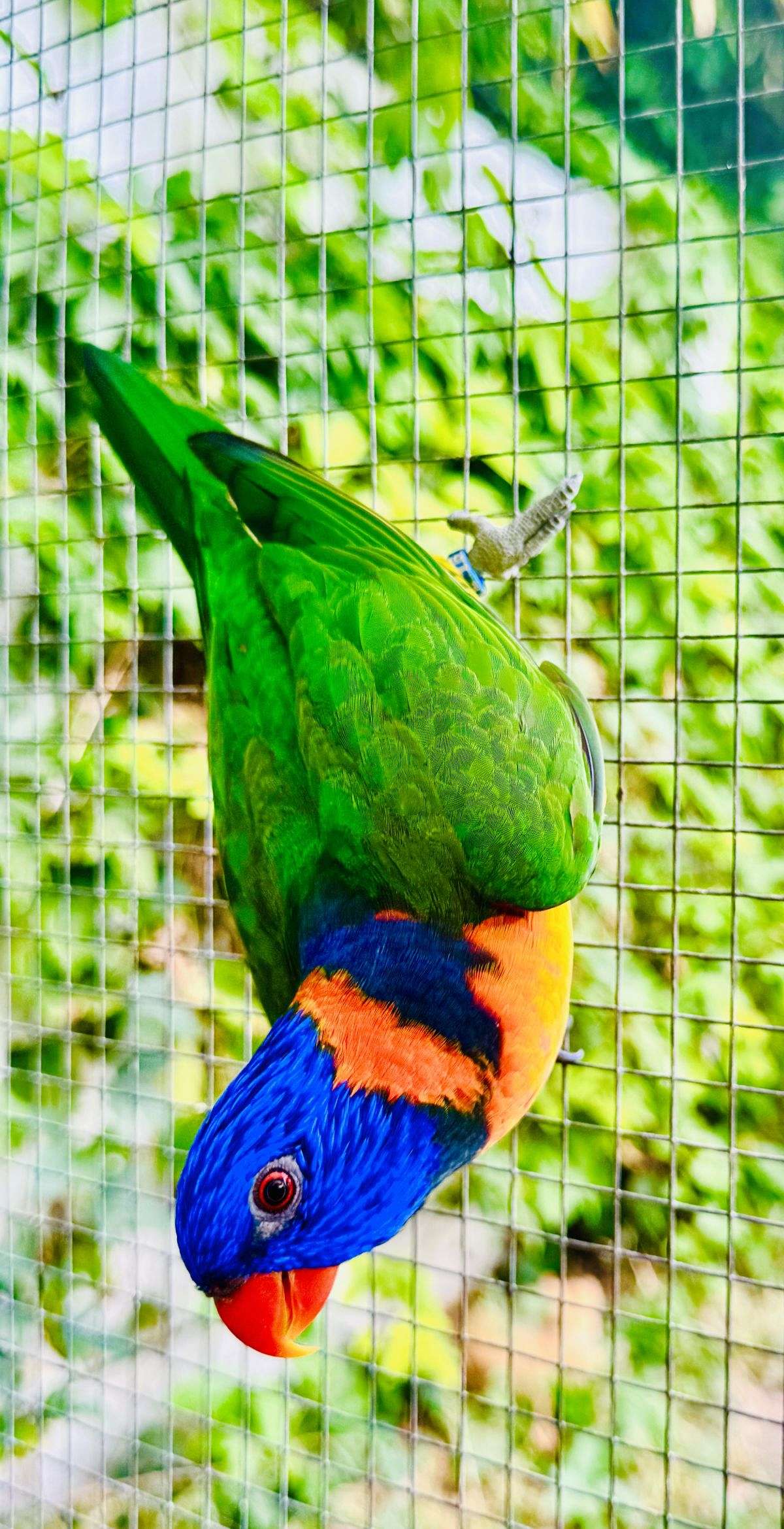 Red Collared Lorikeet