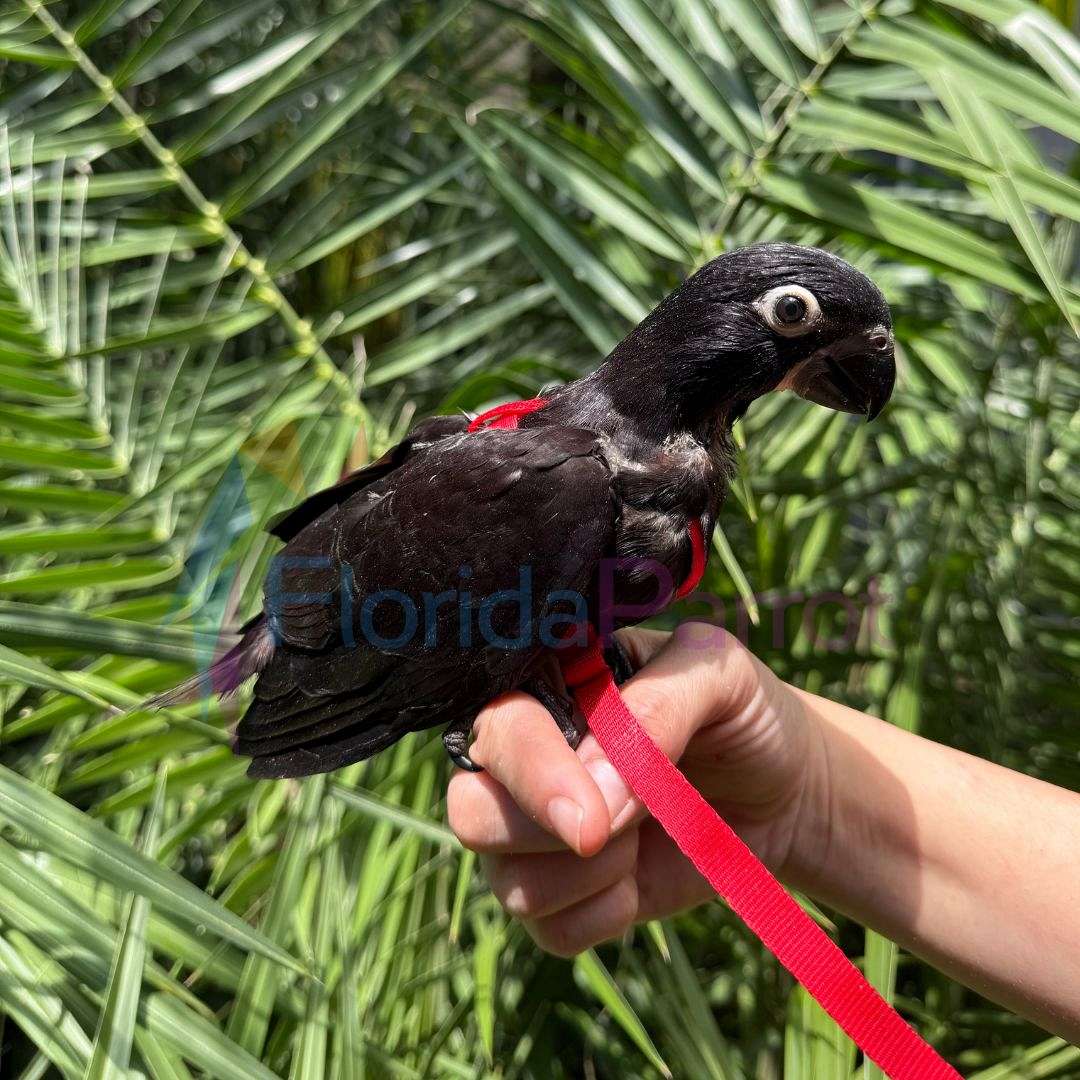 Black Lory
