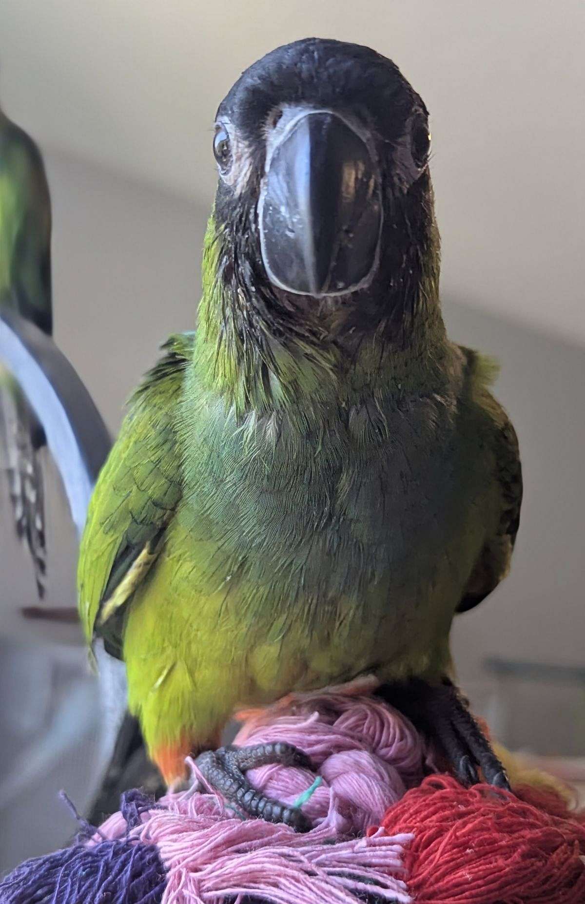 Nanday Conures 1 Male, 2 Females