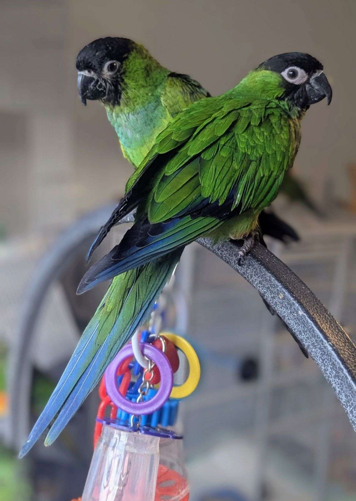 Nanday Conures 1 Male, 2 Females