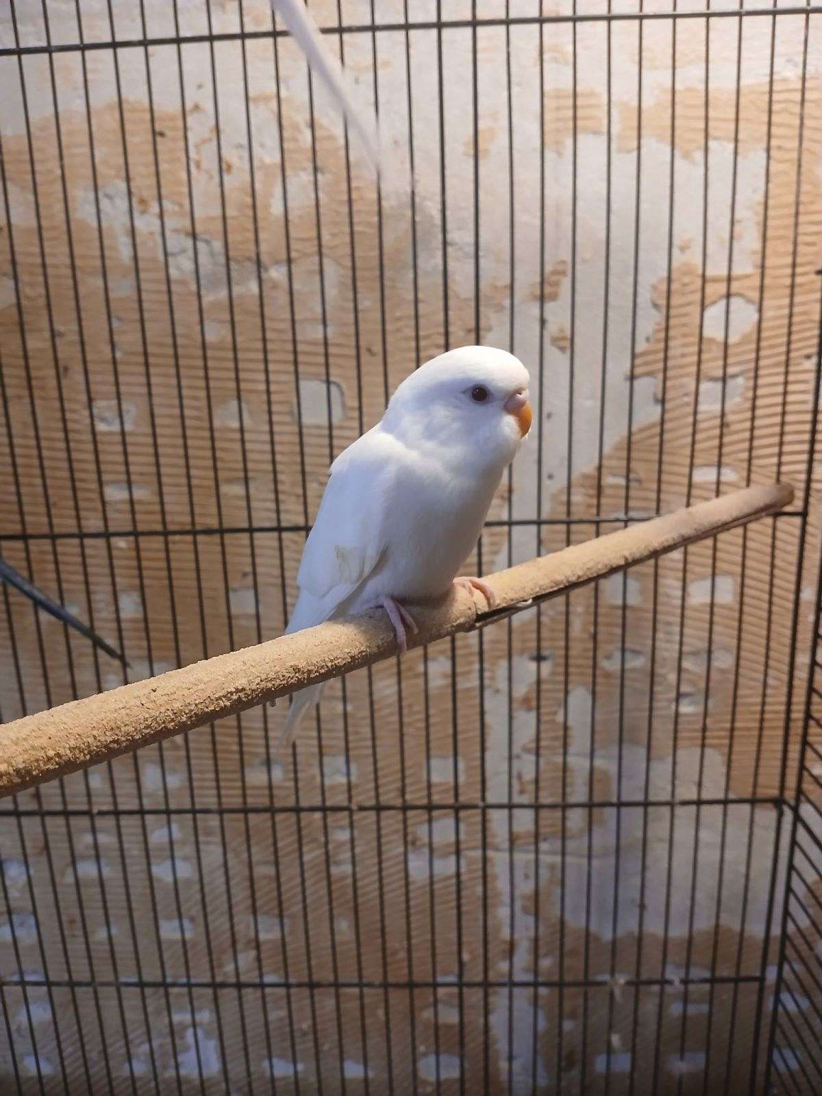 Maximum Piebald Australian Budgie