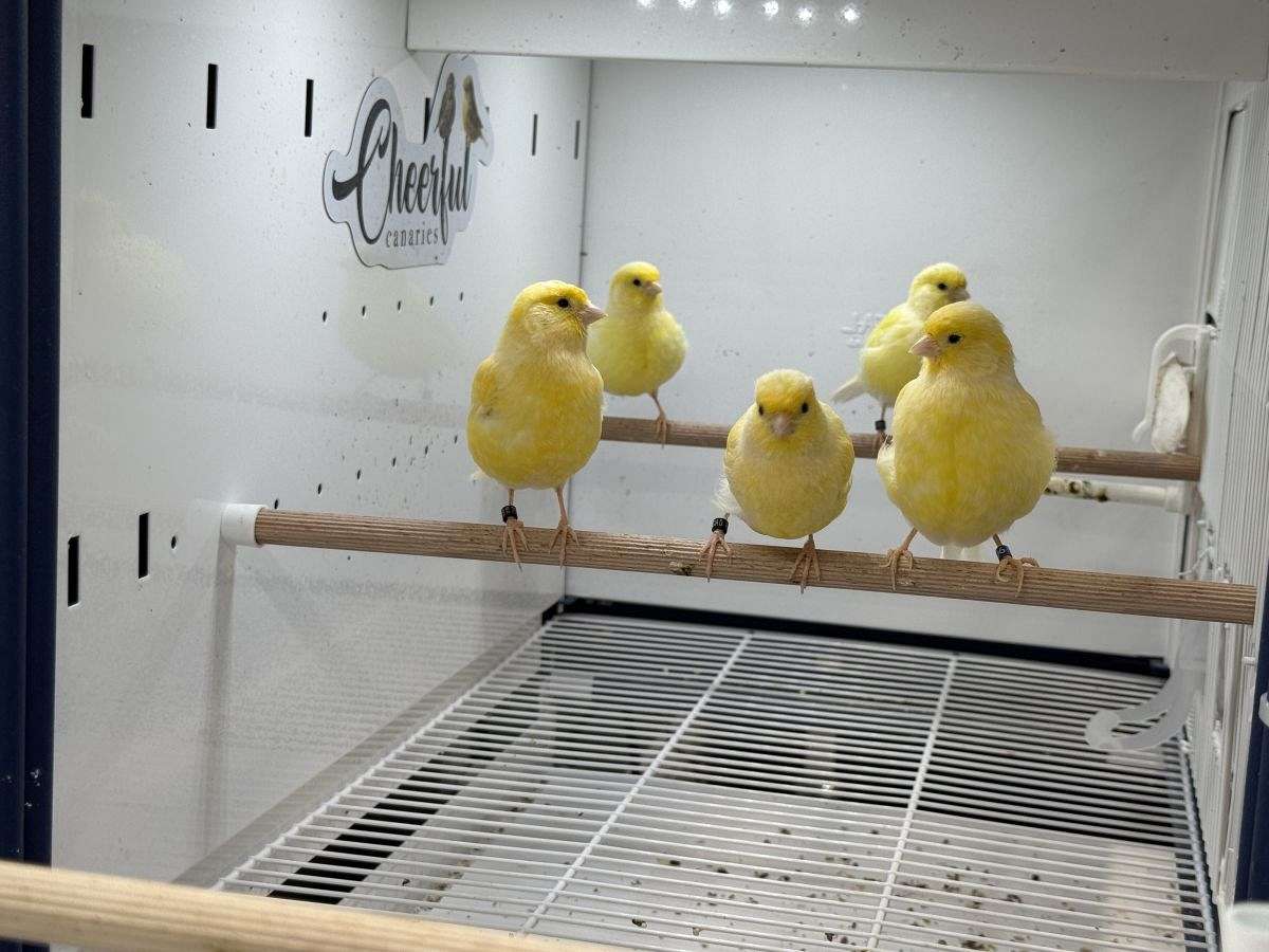 Fife Fancy Canaries