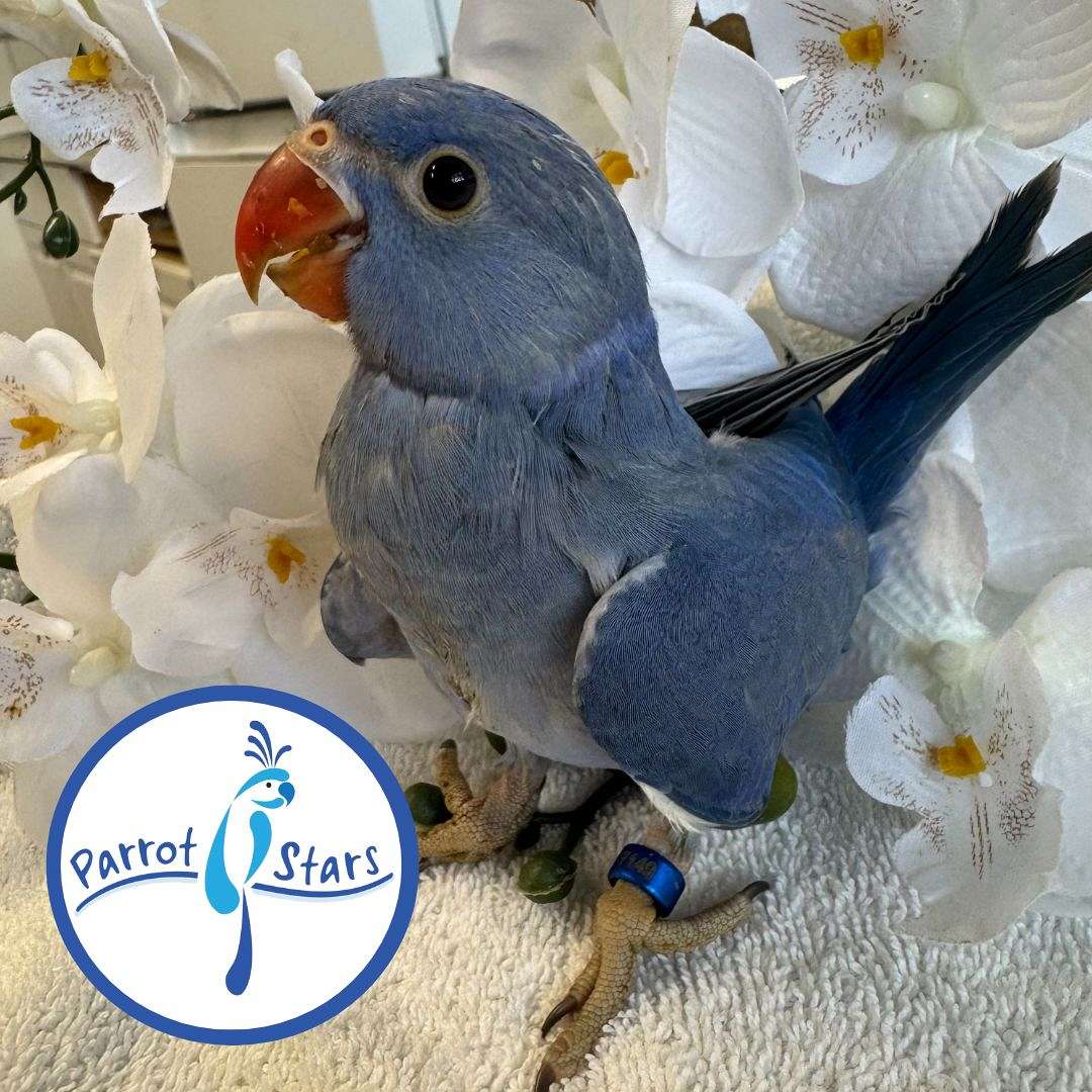 Baby Violet Cobalt Indian Ringneck Available at Parrot Stars!
