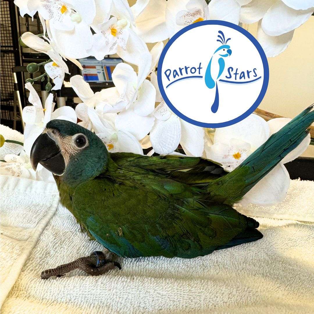 Baby Blue Headed Macaw Available at Parrot Stars!