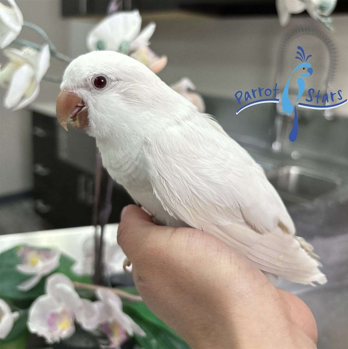 Baby Albino Quaker Parrot Available at Parrot Stars!