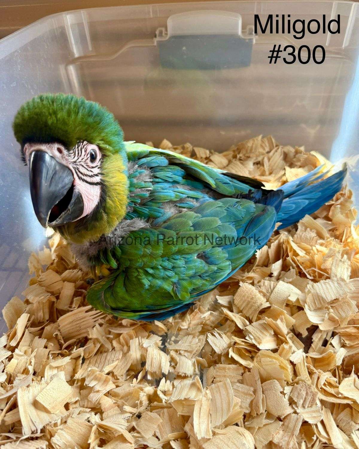 Miligold Macaw Chicks