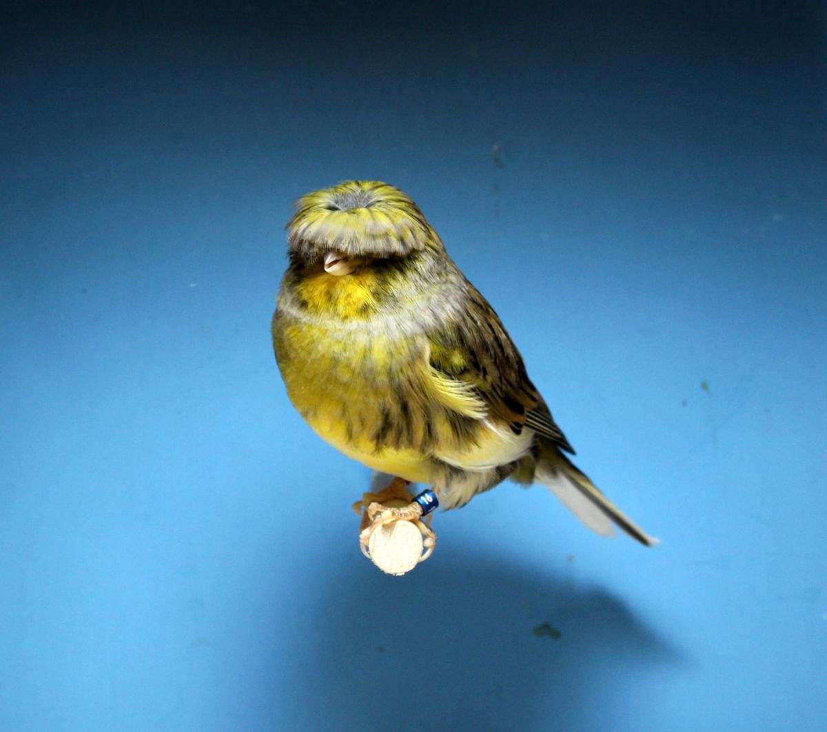 Gloster Canaries