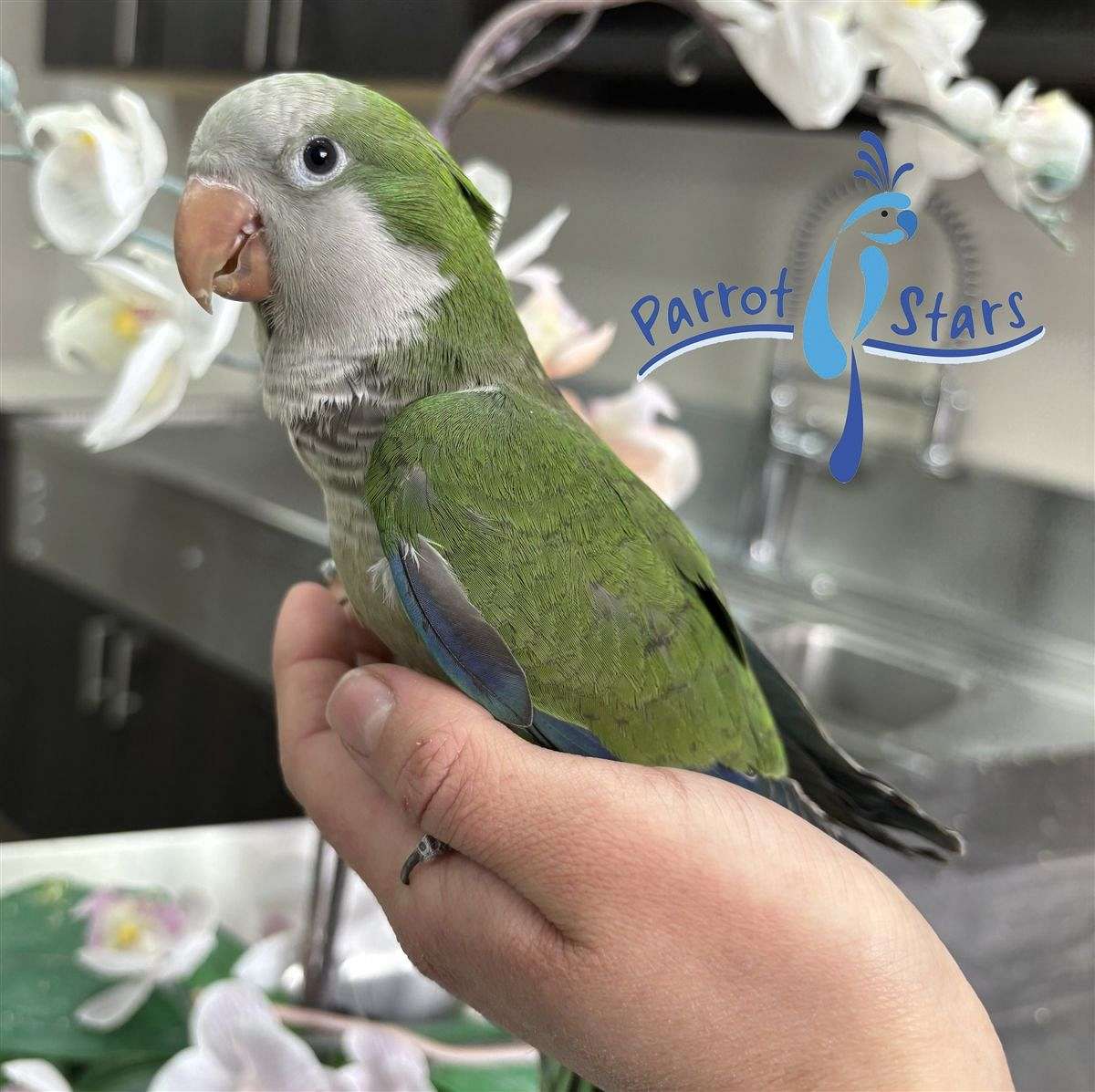 Baby Green Quaker Parrot Available at Parrot Stars!
