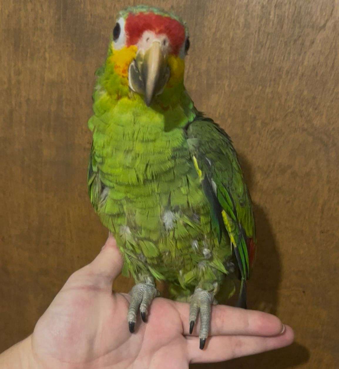 Red Lored Amazon