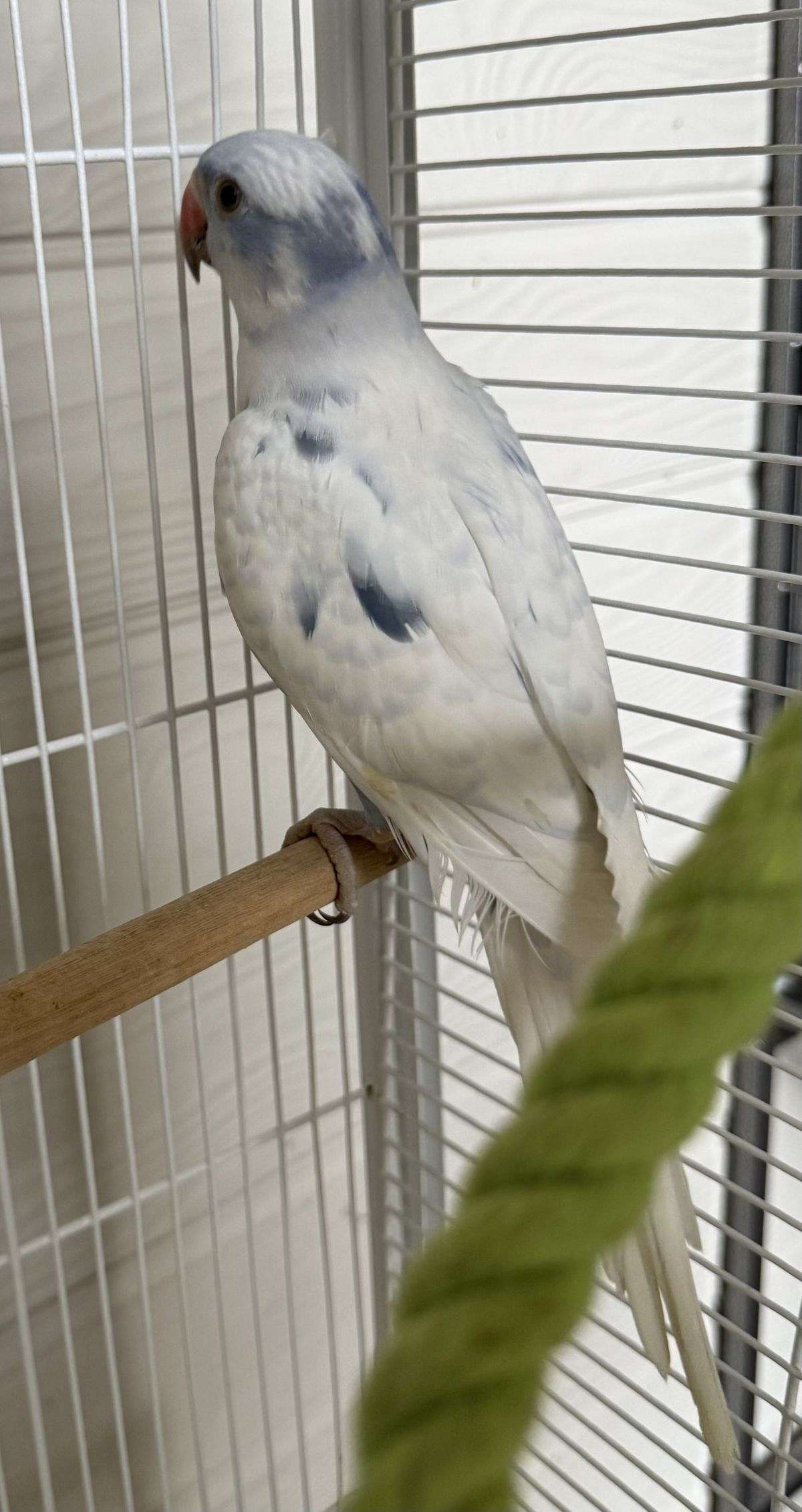 Indian Ringneck - Violet Harlequin -male