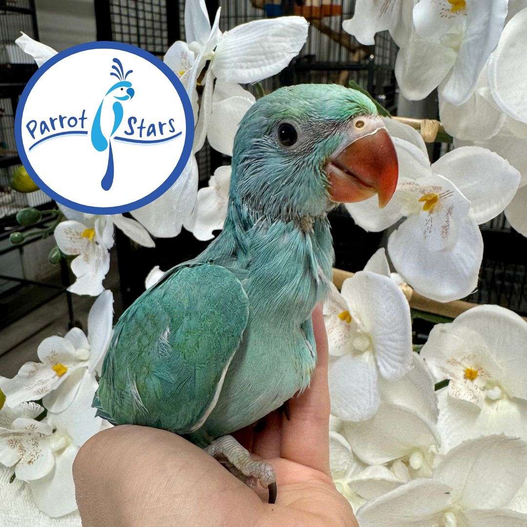 Baby Turquoise Indian Ringneck Available at Parrot Stars!