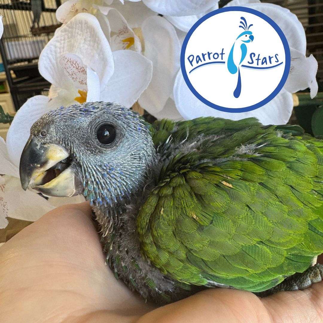 Baby Blue Headed Pionus Available at Parrot Stars!
