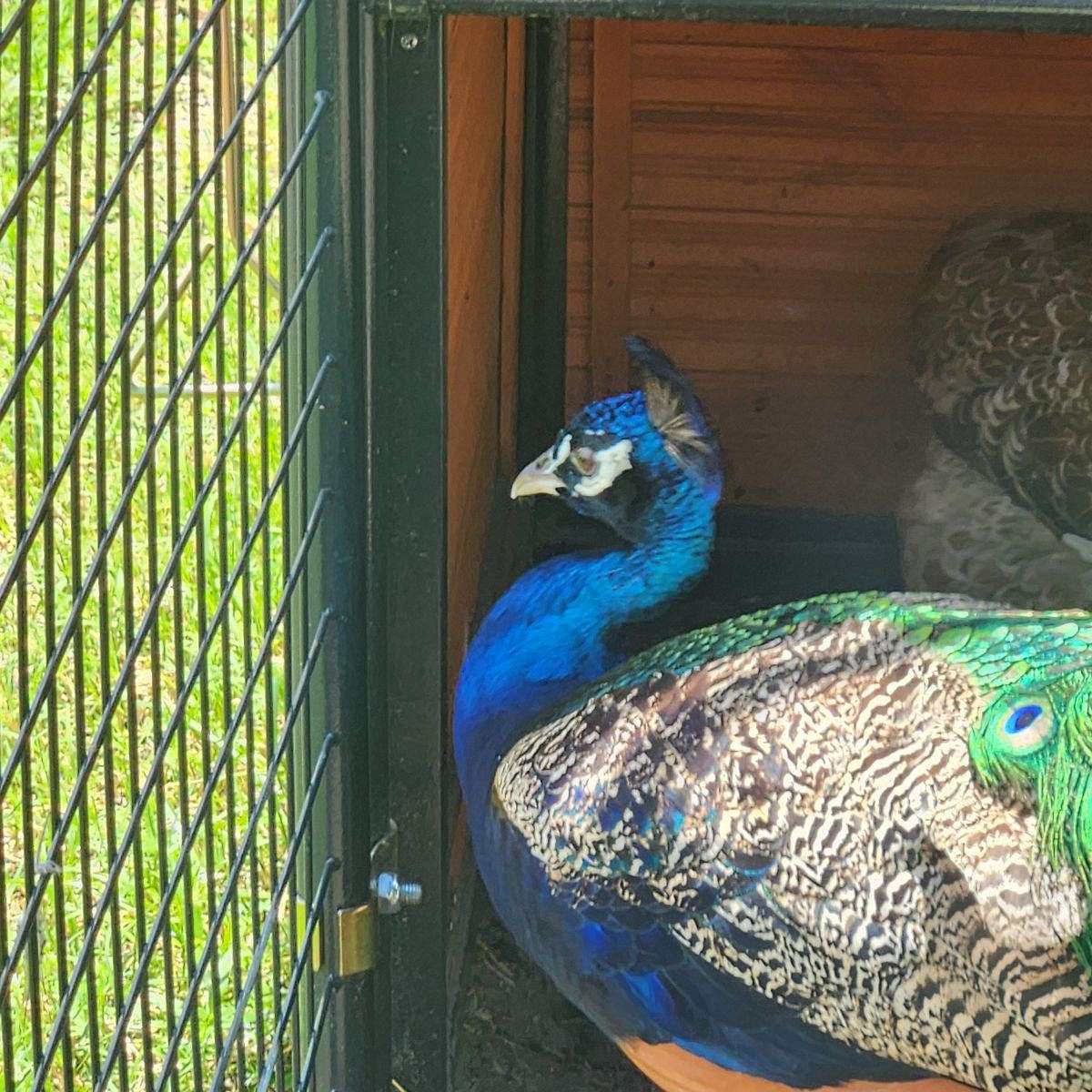 Male Peacock