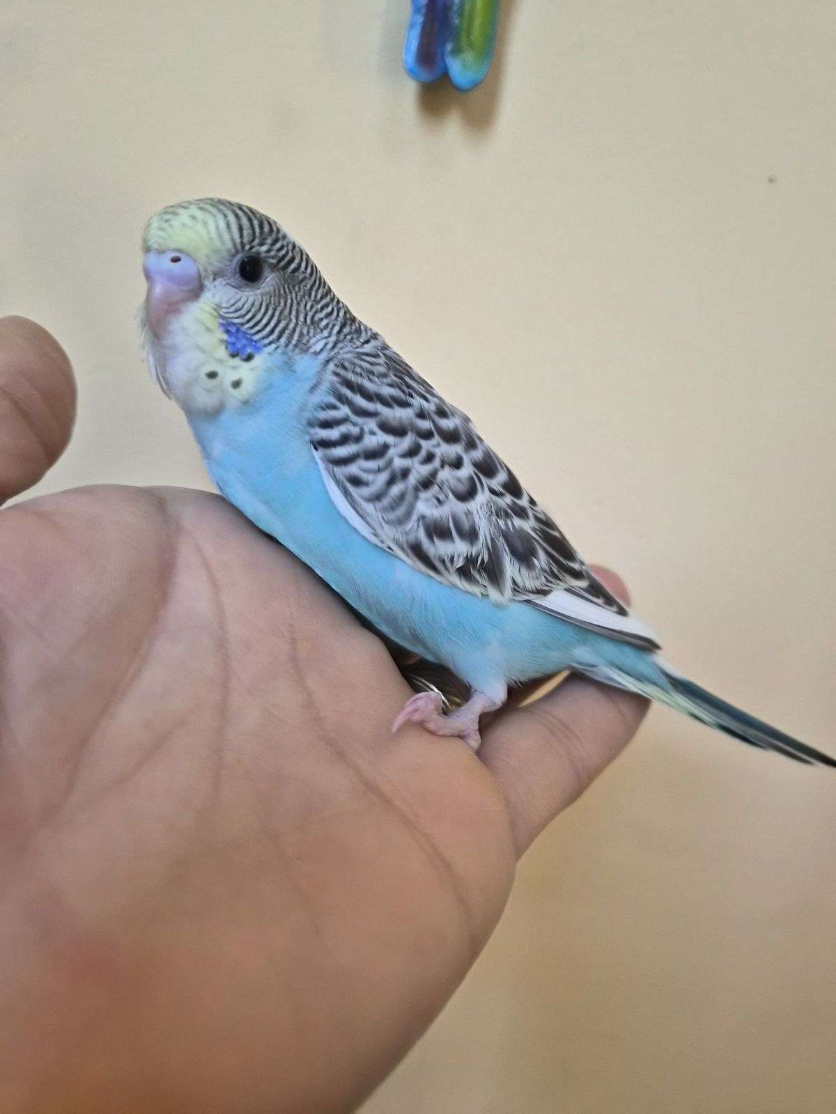 Baby parakeet