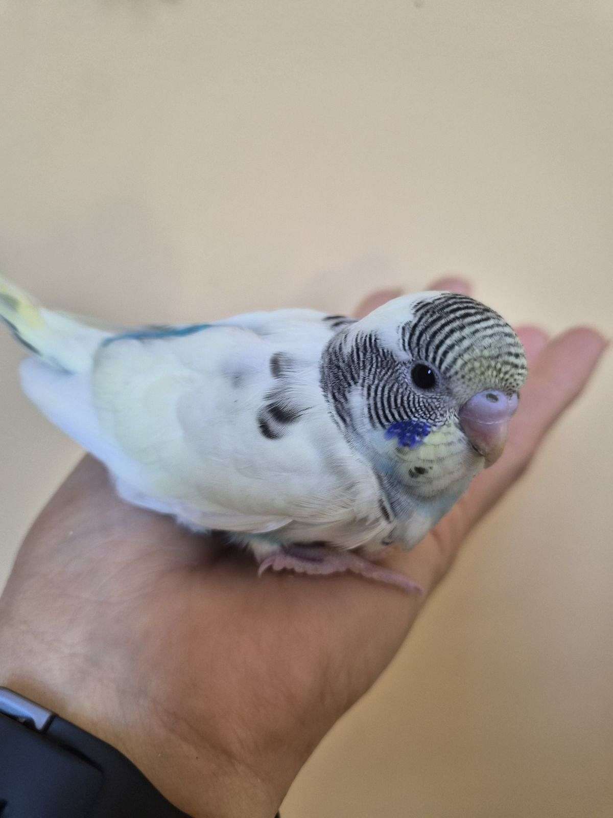 Parakeet