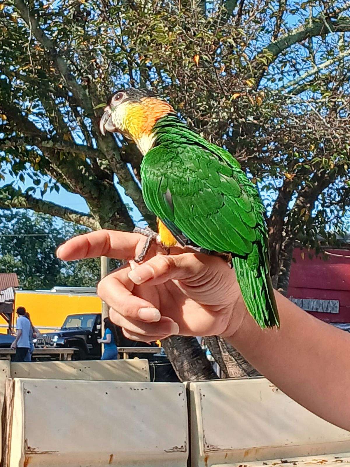 Black headed caique male