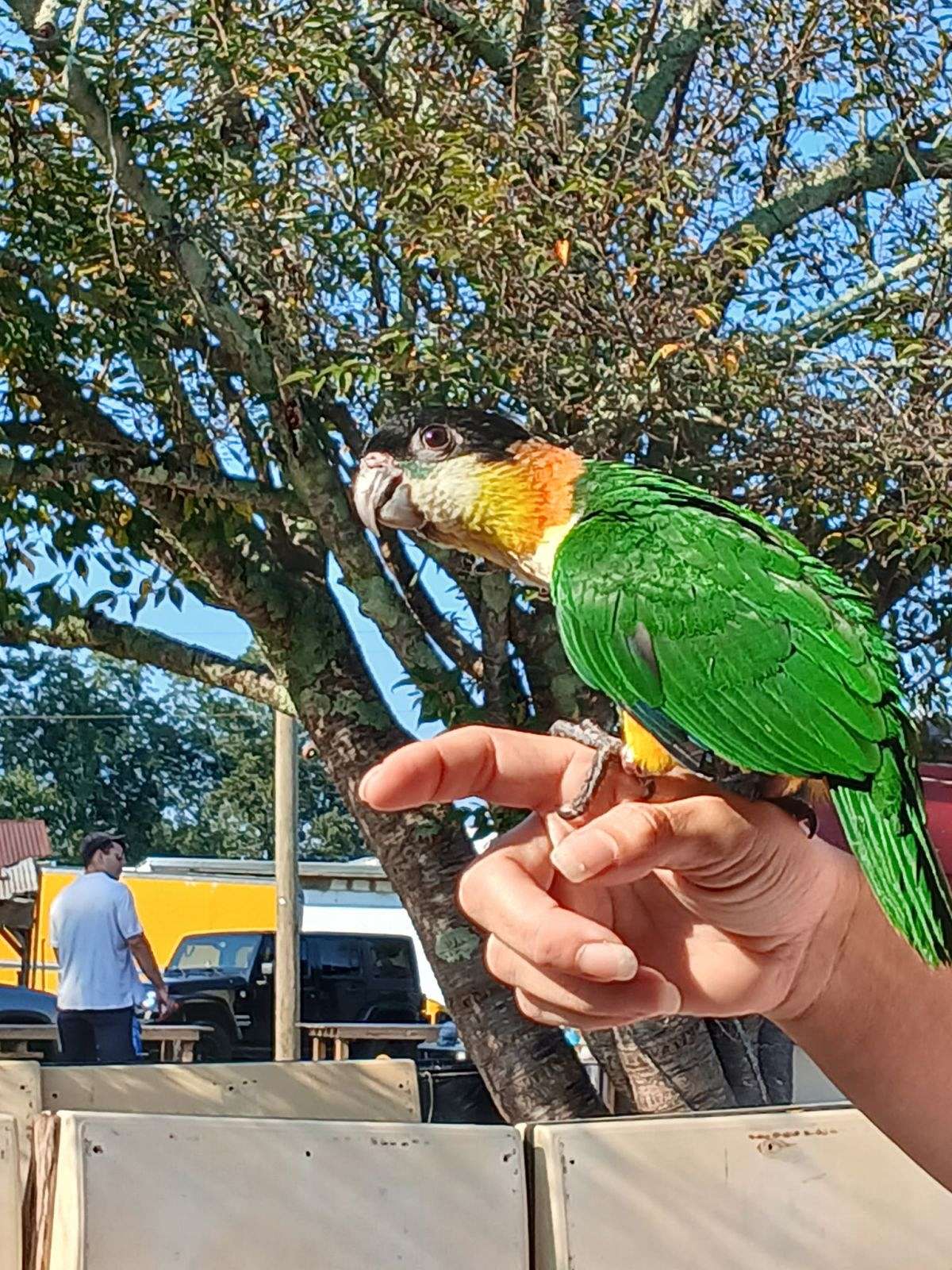 Black headed caique male