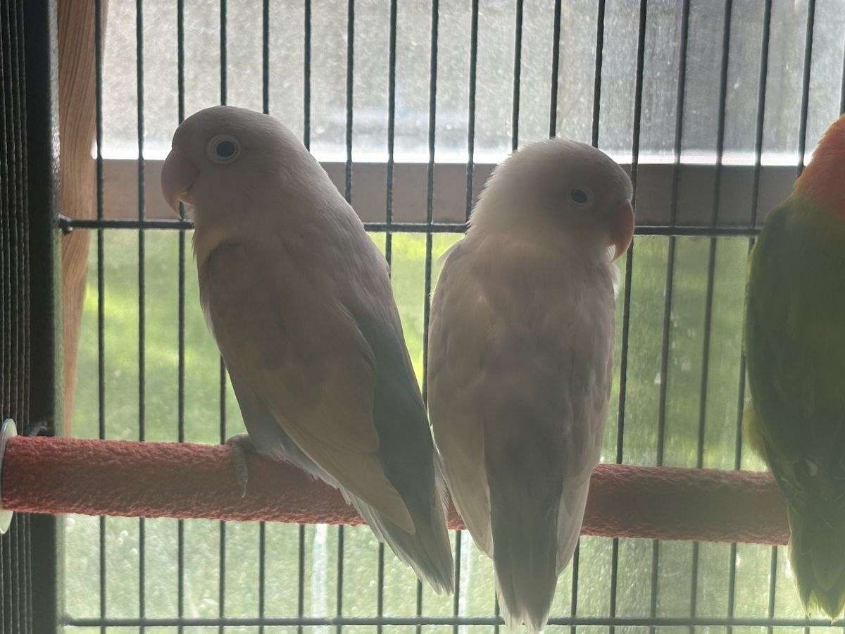 Male and female white pastel lovebirds