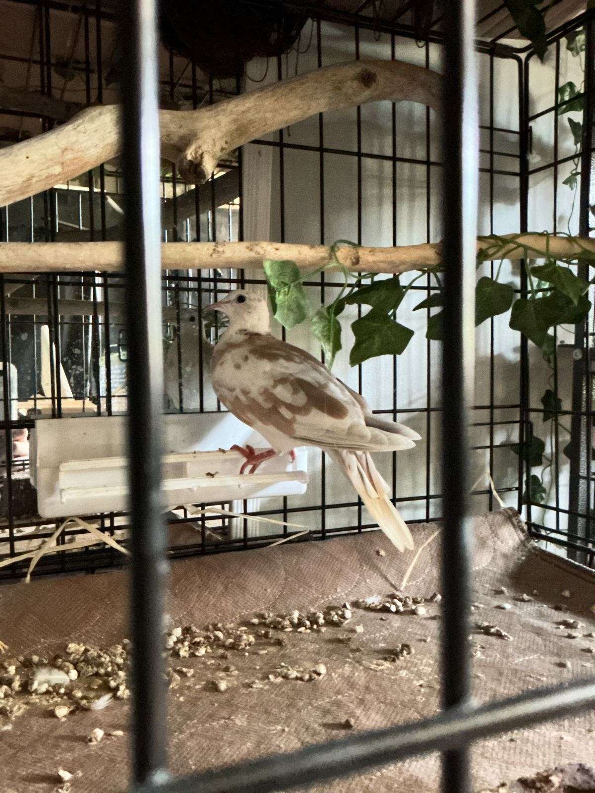 Basil, Our Rosy Pied Ringneck Dove