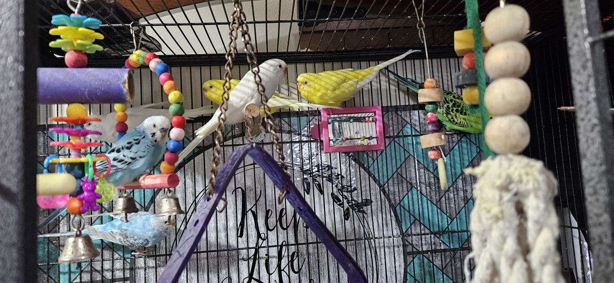 9 parakeets for sale with large bird cage