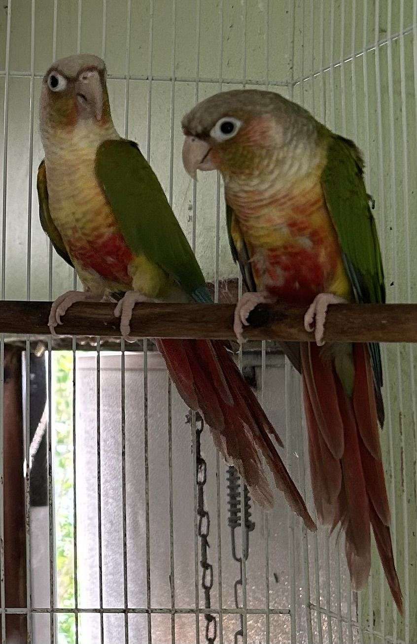 Pairs of green cheeks