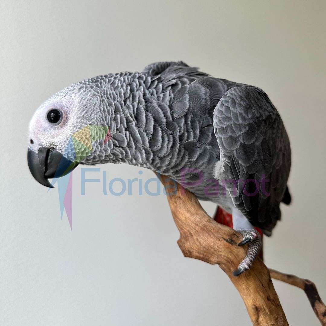 Congo African Grey