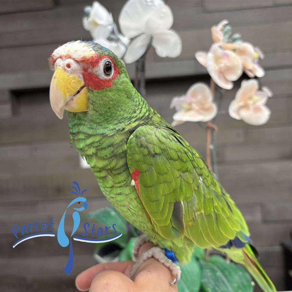 Baby White Fronted Amazon Available At Parrot Stars!