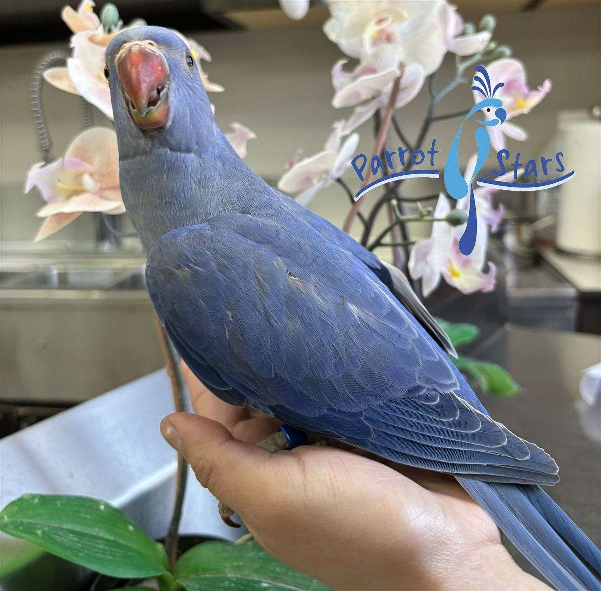 Baby Violet Cobalt Indian Ringneck Available at Parrot Stars!