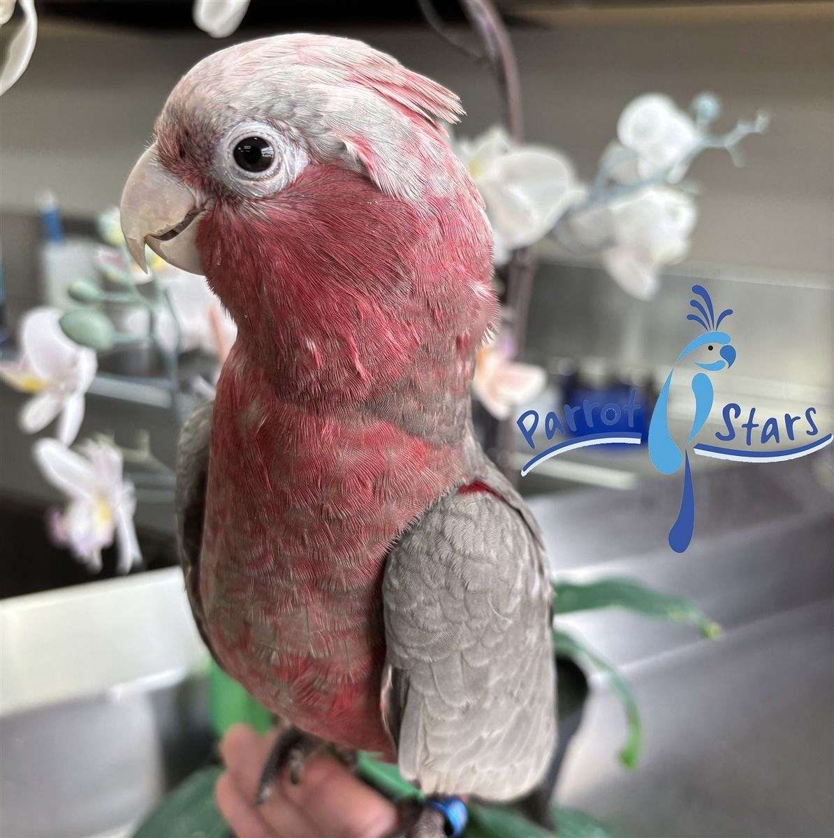 Baby Rose Breasted Cockatoo Available at Parrot Stars!