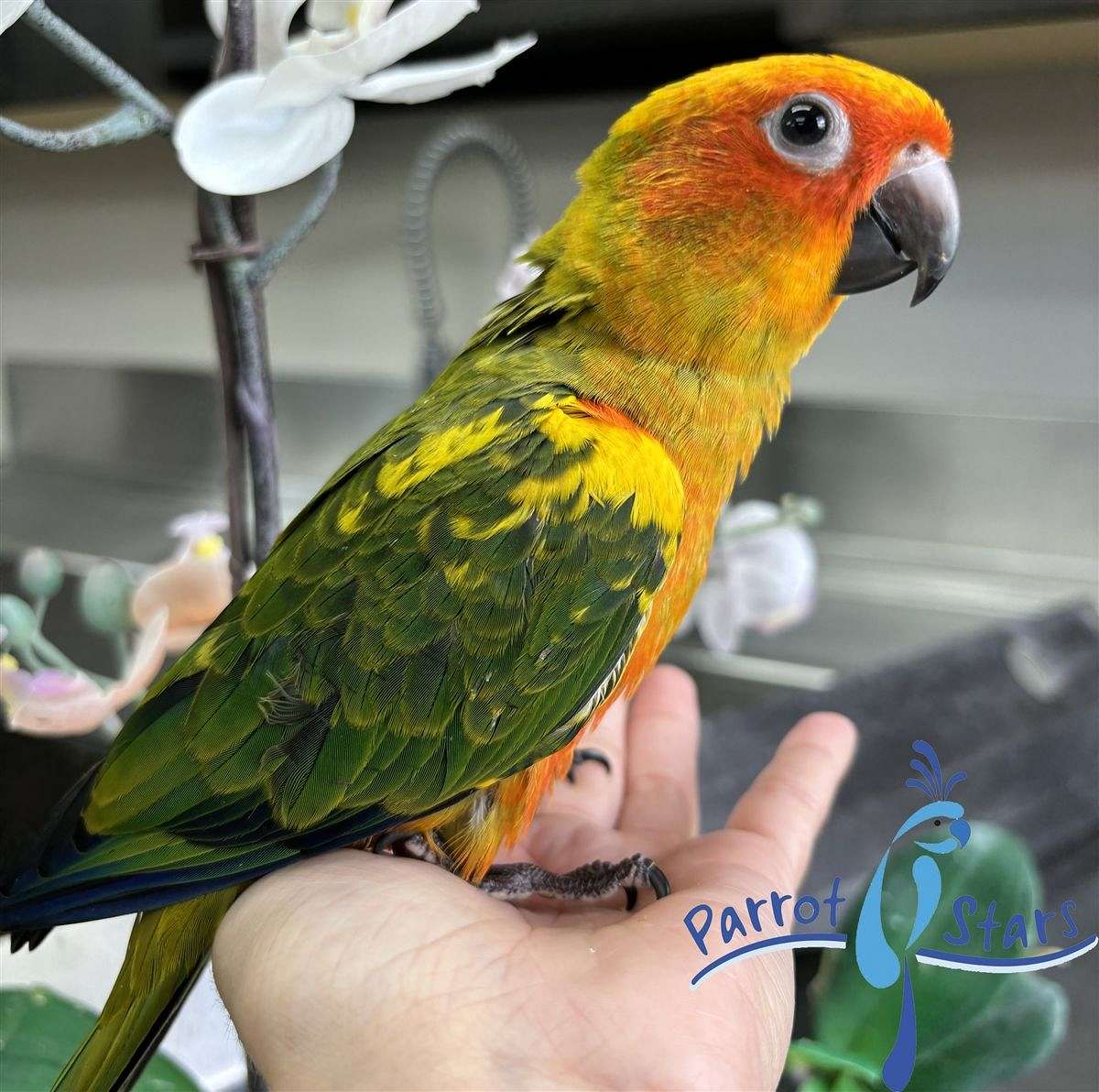 Baby Sun Conure Available at Parrot Stars!