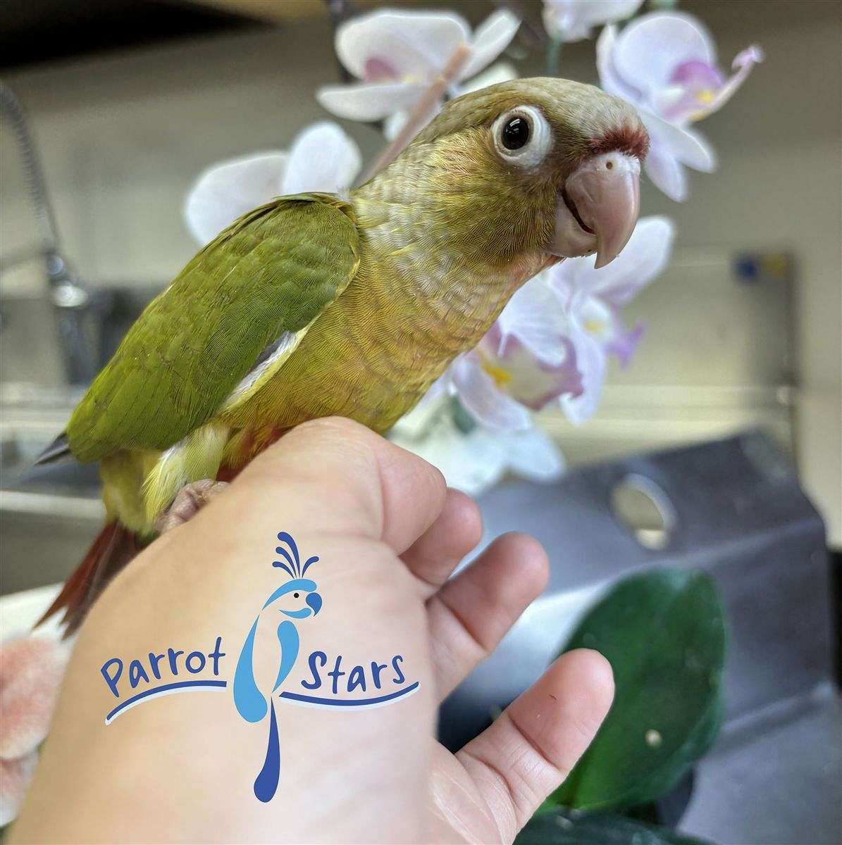 Baby Cinnamon Green Cheek Conure Available at Parrot Stars!