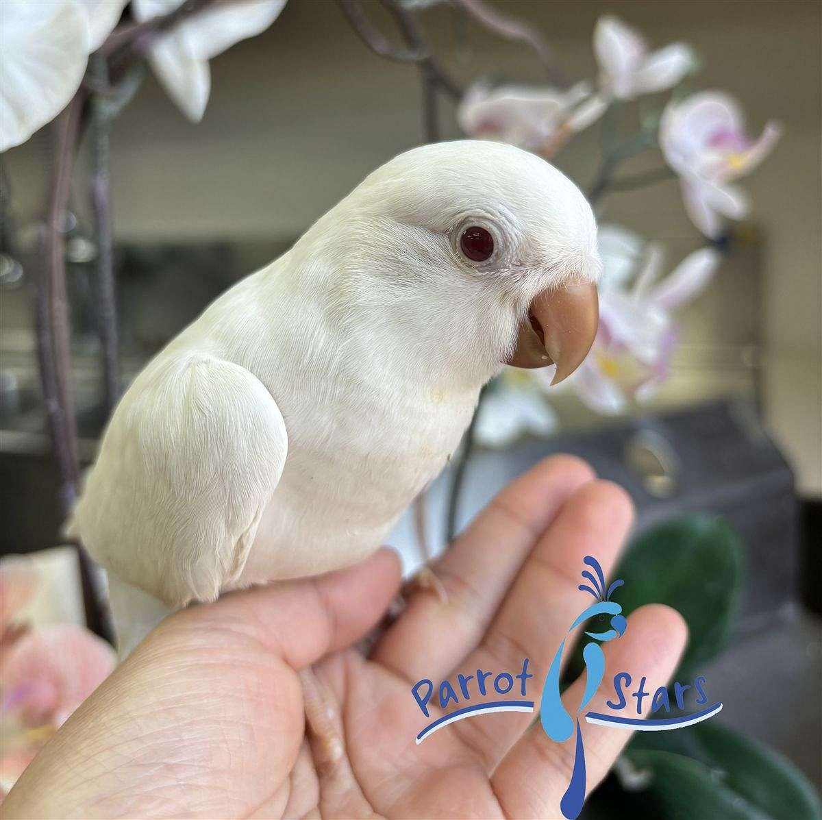 Baby Albino Quaker Parrot Available at Parrot Stars!
