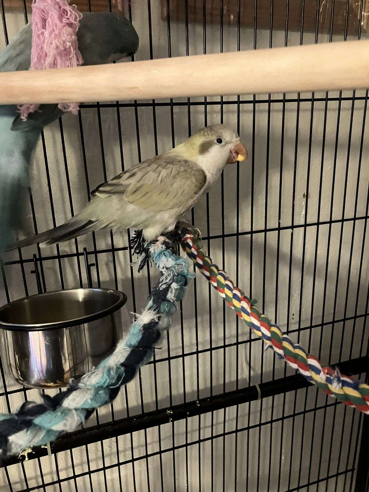 Torques Quacker parrot