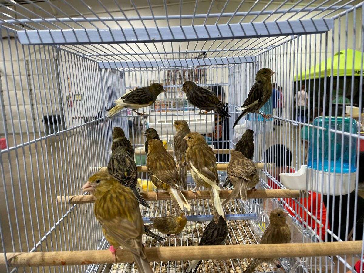 Canaries cinnamon