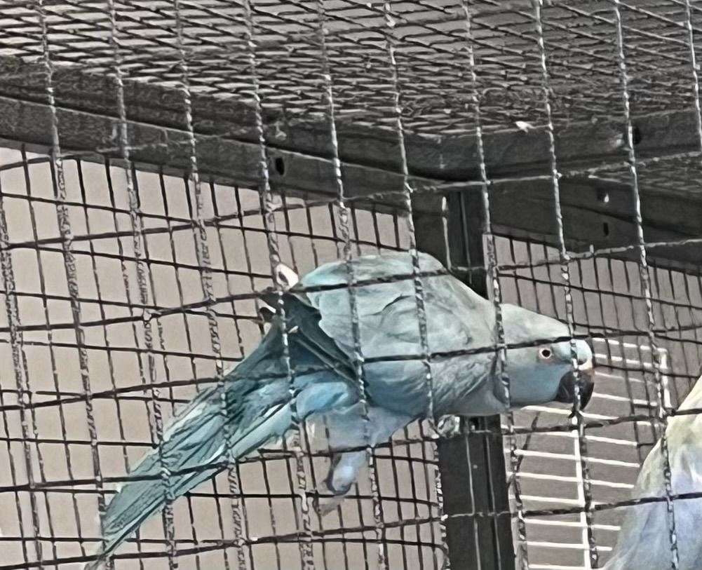 Blue ringneck