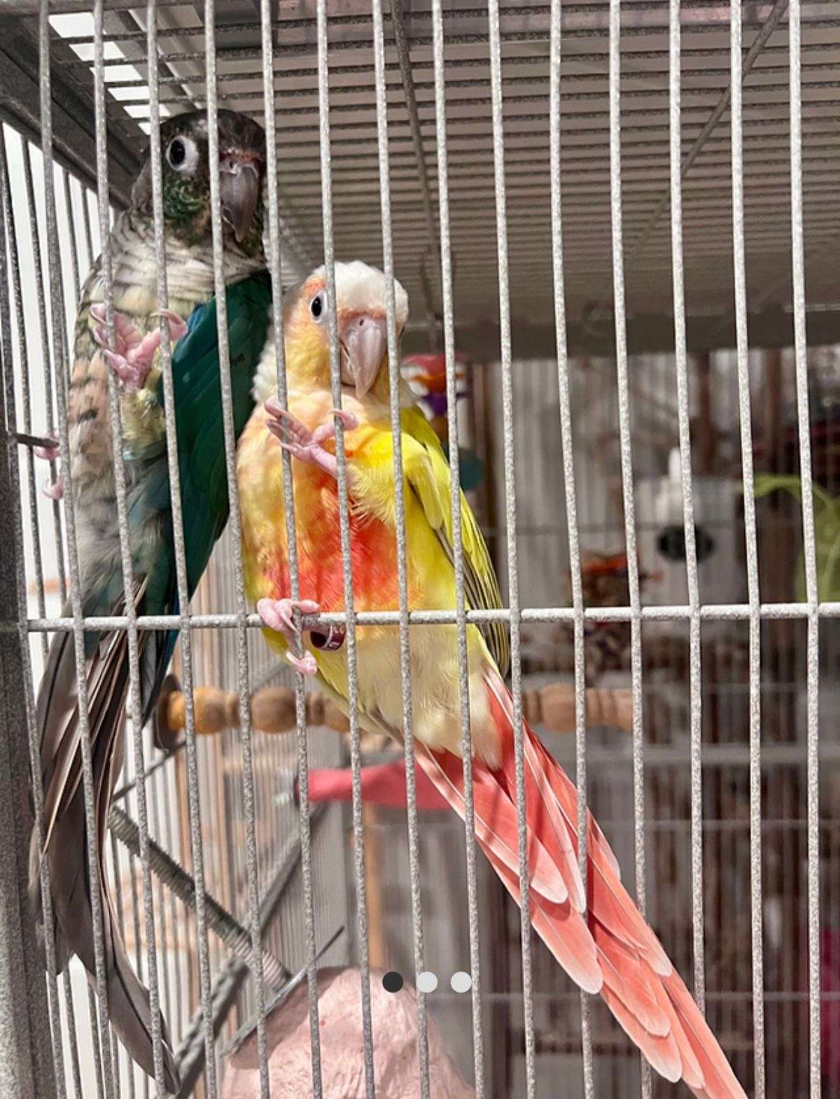 Pair - Turquoise Yellowsided/Cinnamon x Cinnamon Dilute Green Cheek Conures