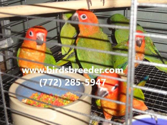 Male and female red factor Sun Conures available at $650 each. Multi-purcha