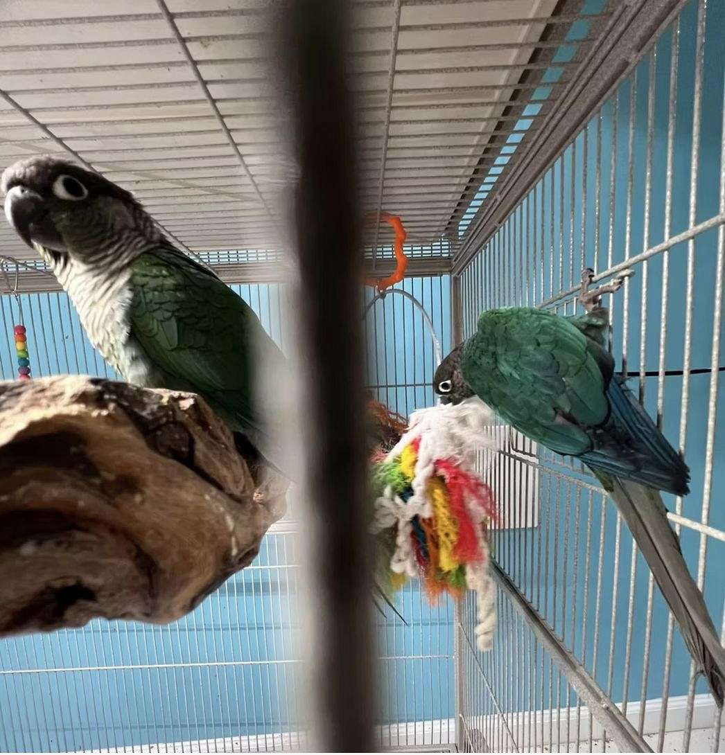 Pair - Turquoise Green Cheek Conures