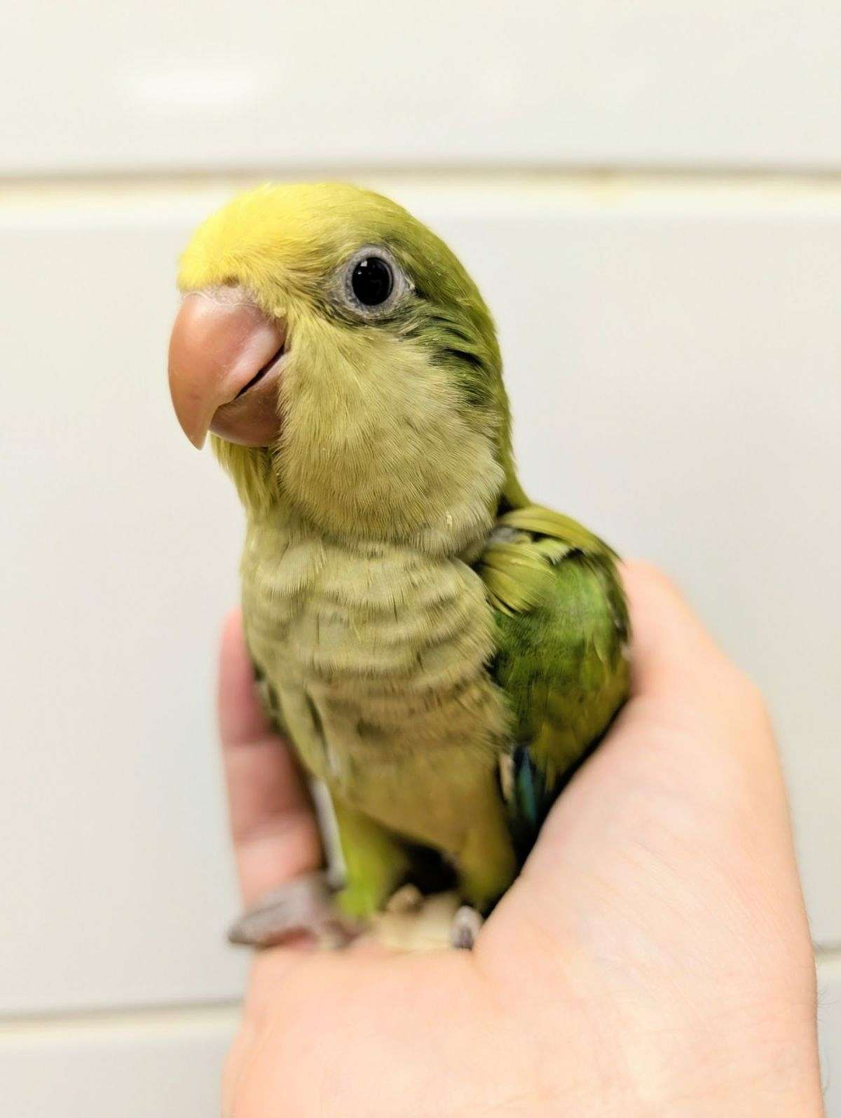 Zippy, our Pallid Green Quaker