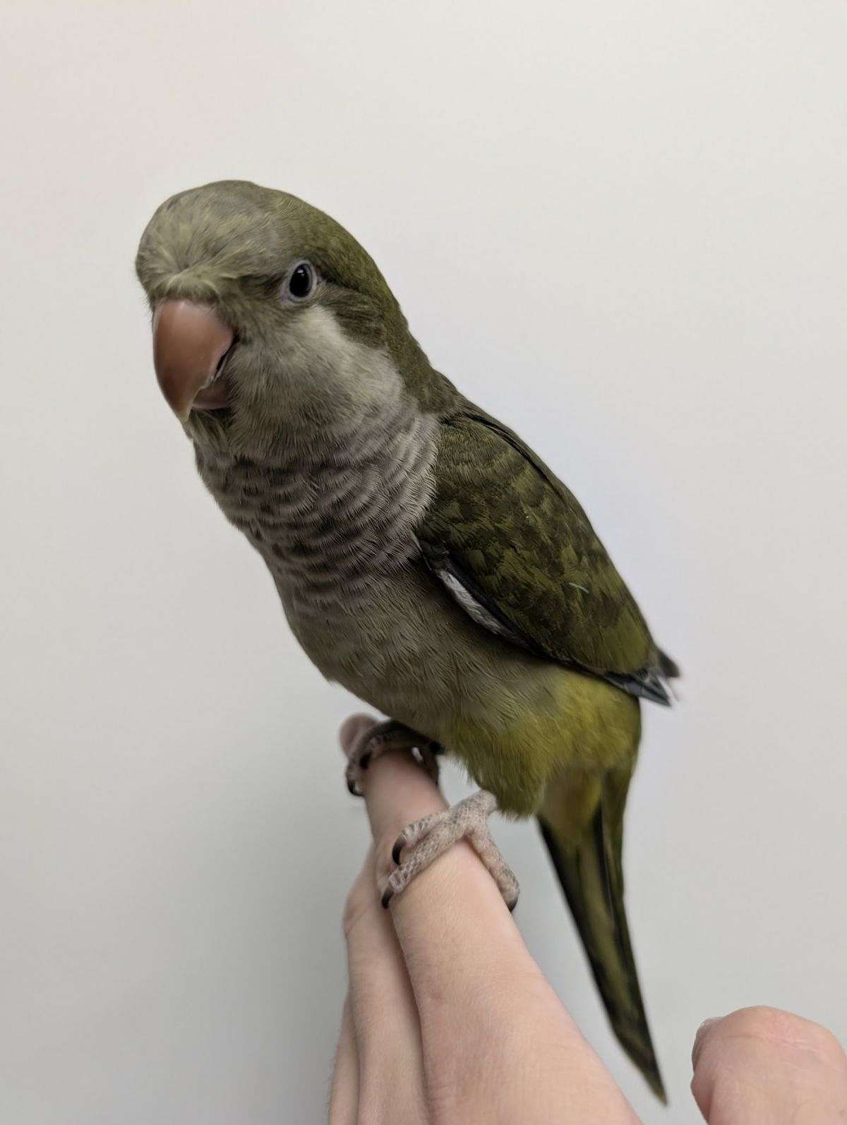 Squid, our Olive Green Quaker