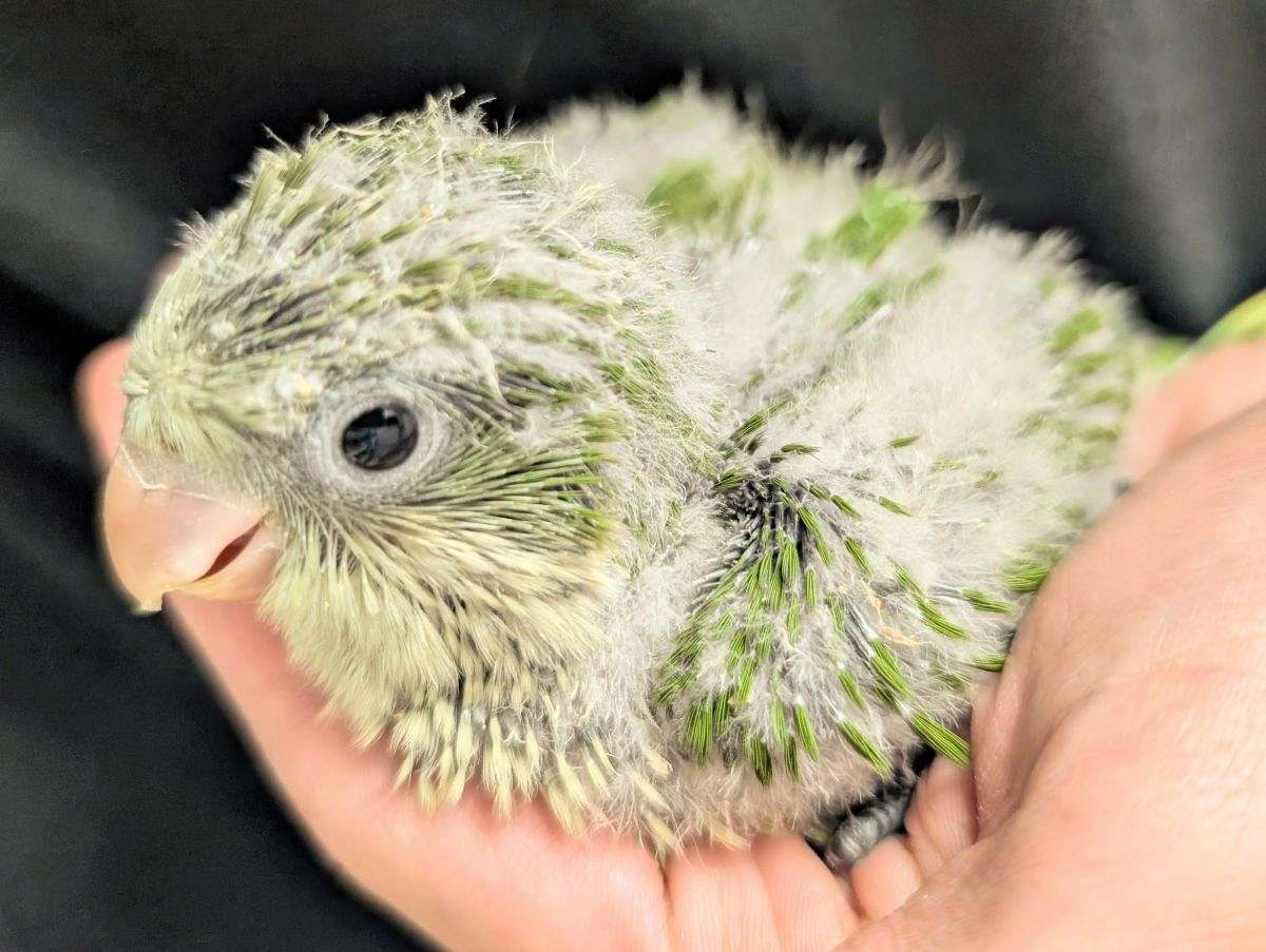 Squeak, our Green Quaker