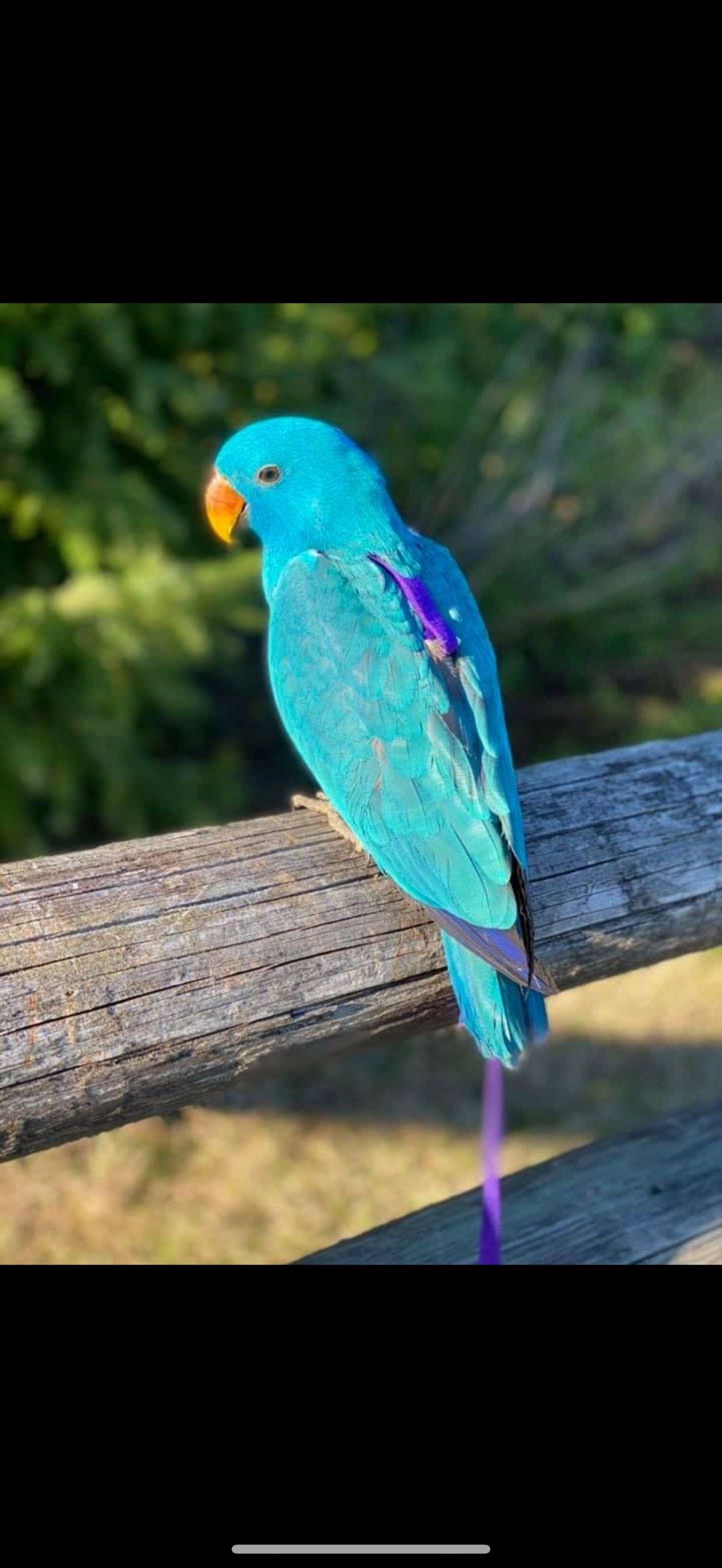 Blue eclectus