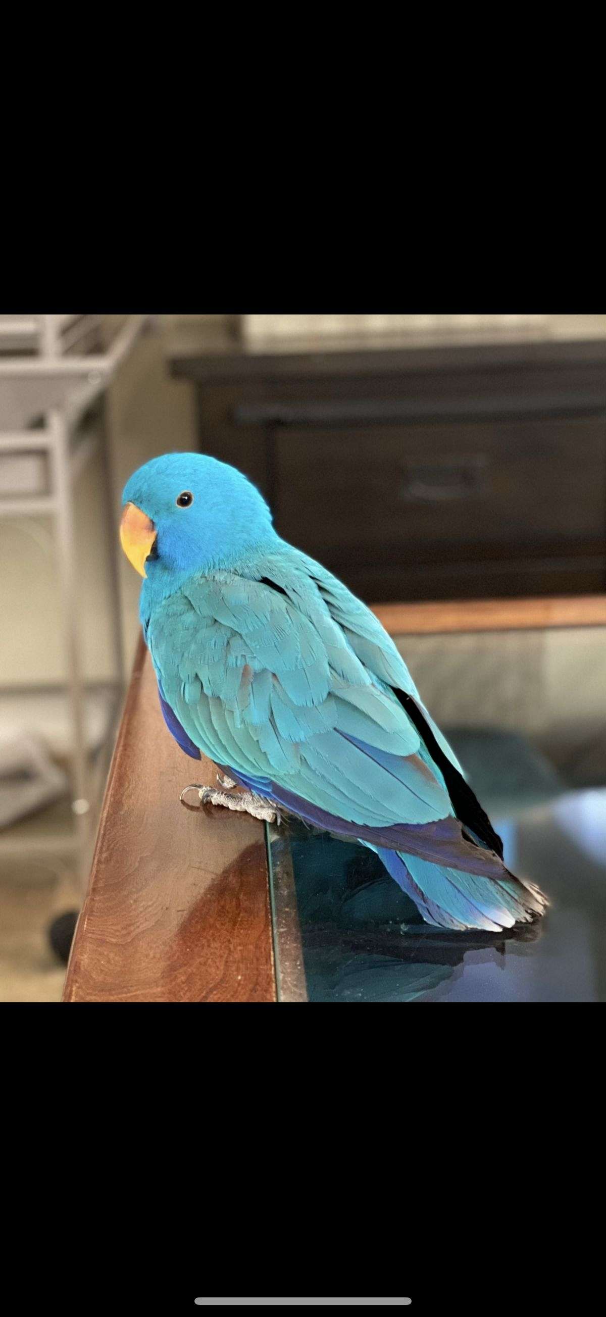Blue eclectus