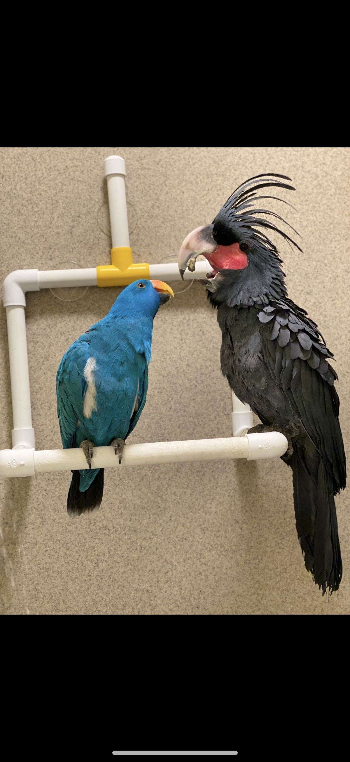 Blue eclectus