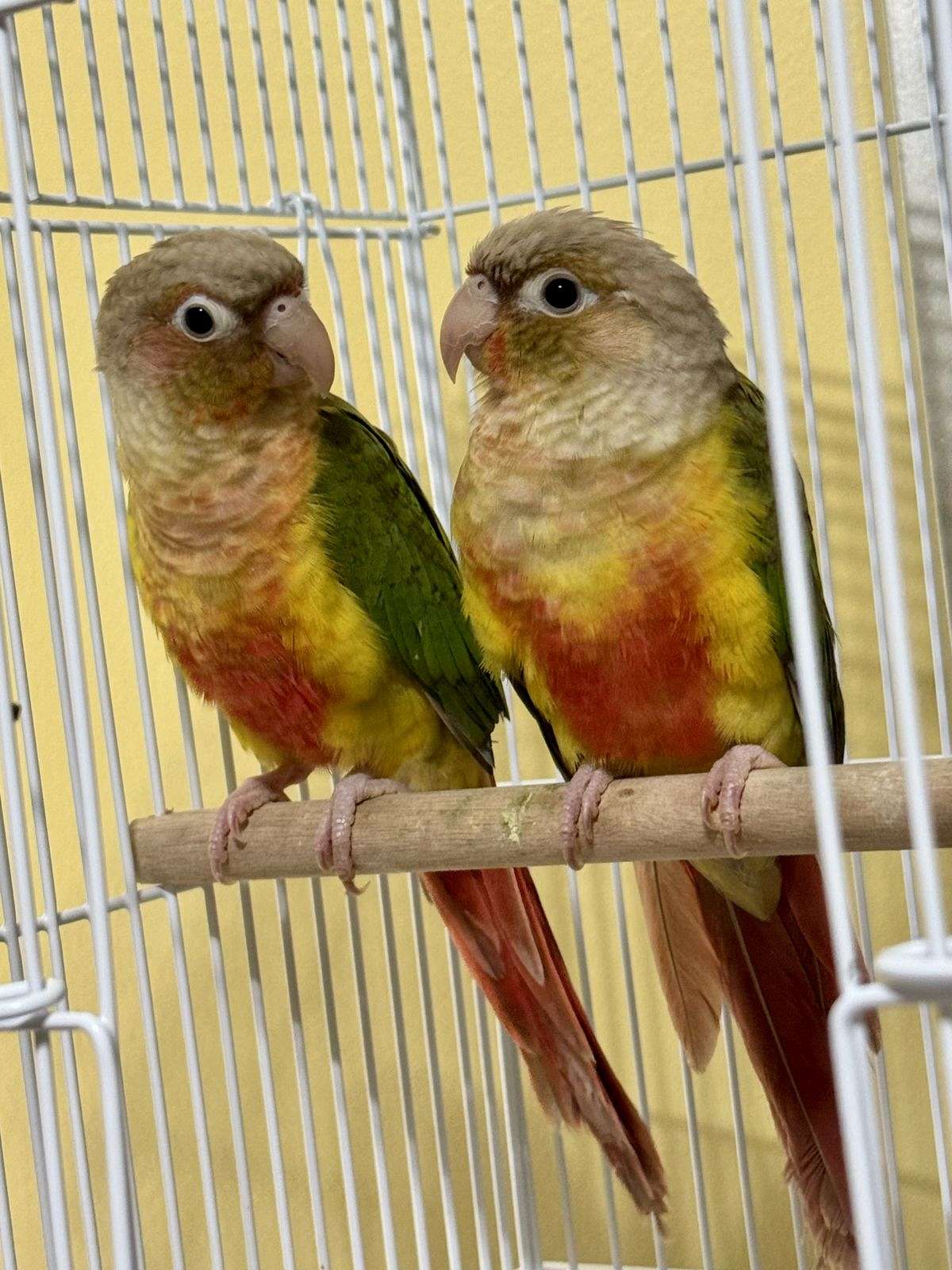 2 Young Cinnamon Green Cheeked Conure