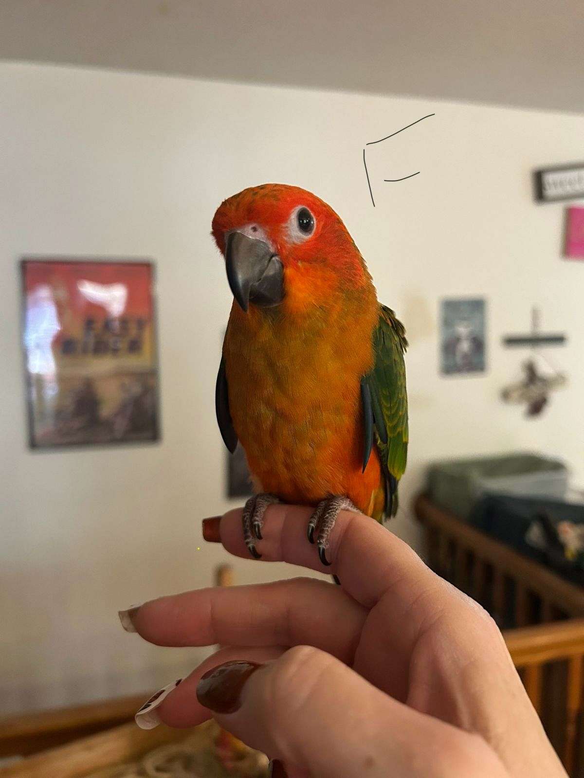 Sun conure babies- red factors